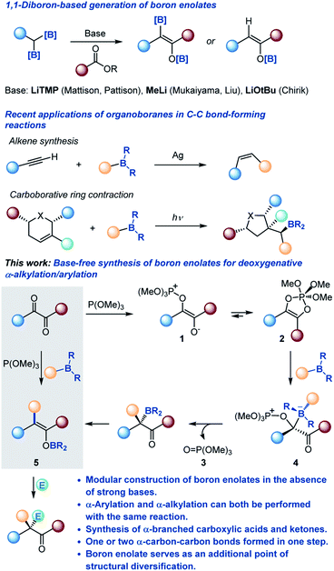 Deoxygenative α-alkylation and α-arylation of 1,2-dicarbonyls ...