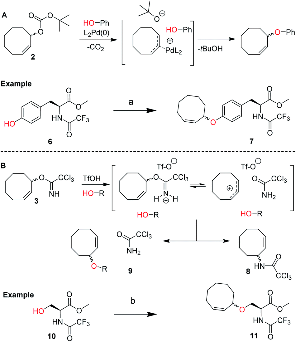 Synthetic methodology towards allylic trans -cyclooctene-ethers enables ...