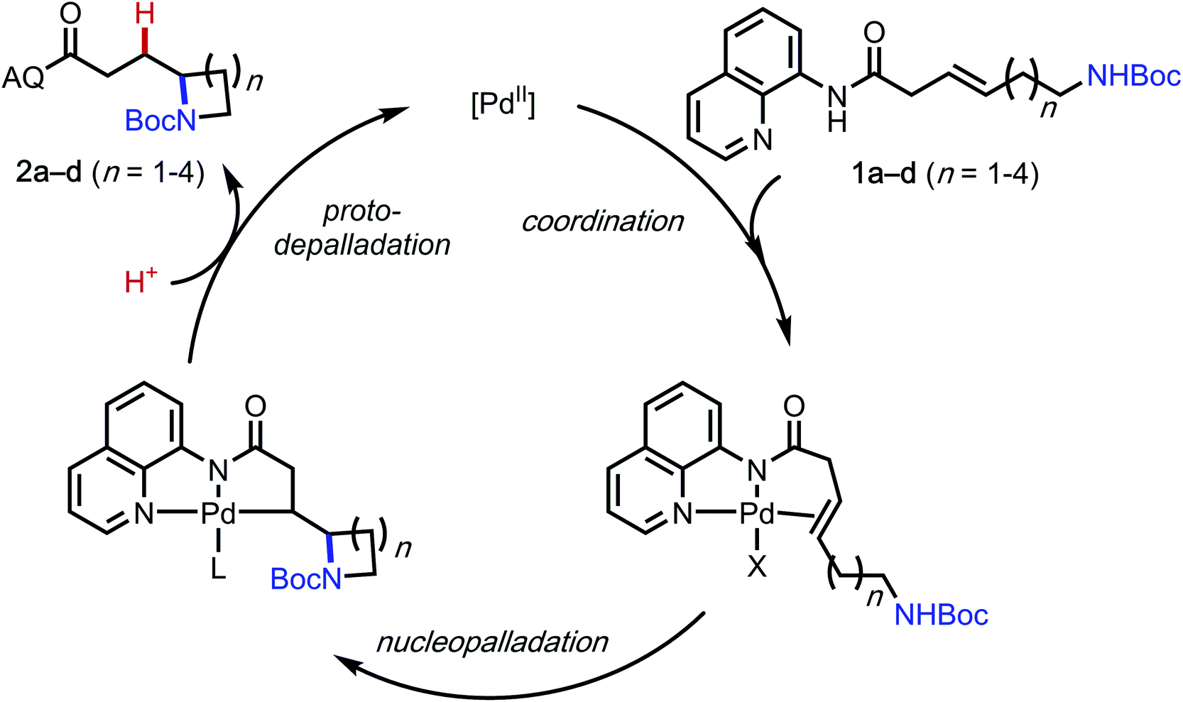 Controlling cyclization pathways in palladium( ii )-catalyzed ...