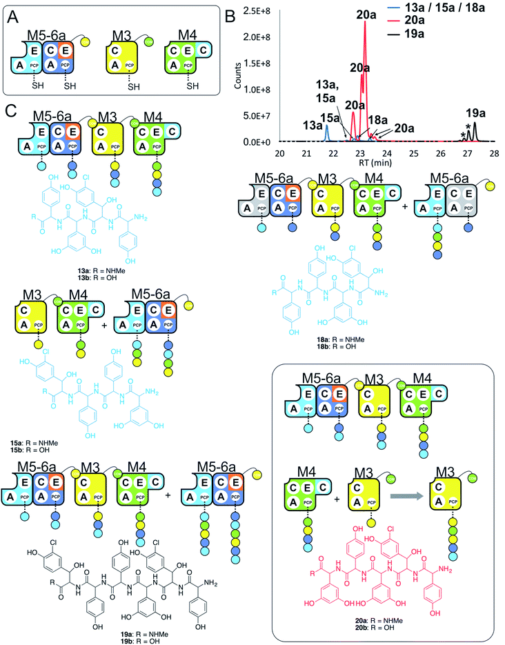 Exploring modular reengineering strategies to redesign the teicoplanin ...
