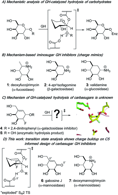 Glycoside hydrolase stabilization of transition state charge: new ...