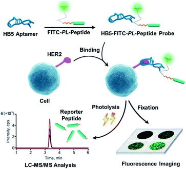 A photocleavable peptide-tagged mass probe for chemical mapping of ...