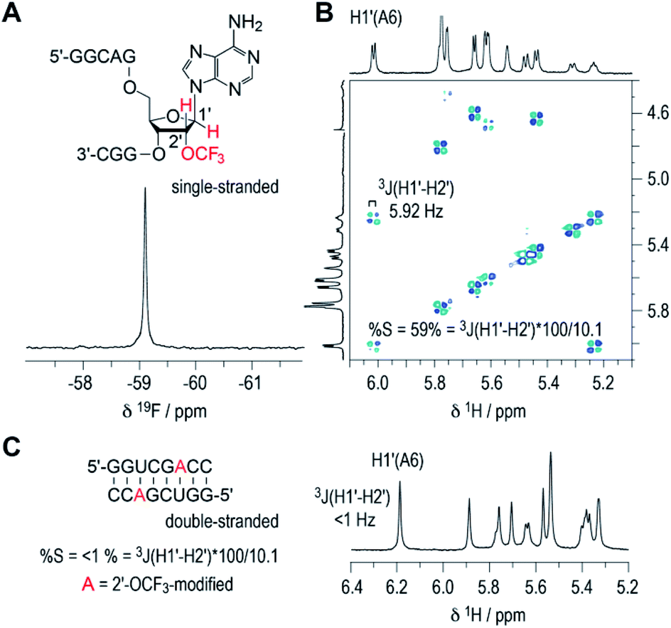 2′- O -Trifluoromethylated RNA – a powerful modification for RNA ...