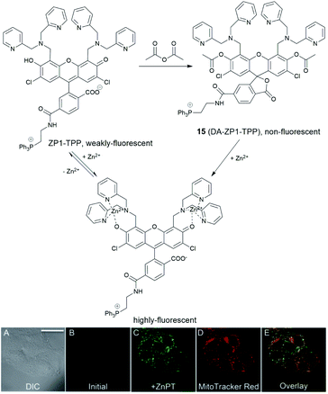 Subcellular localised small molecule fluorescent probes to image mobile ...