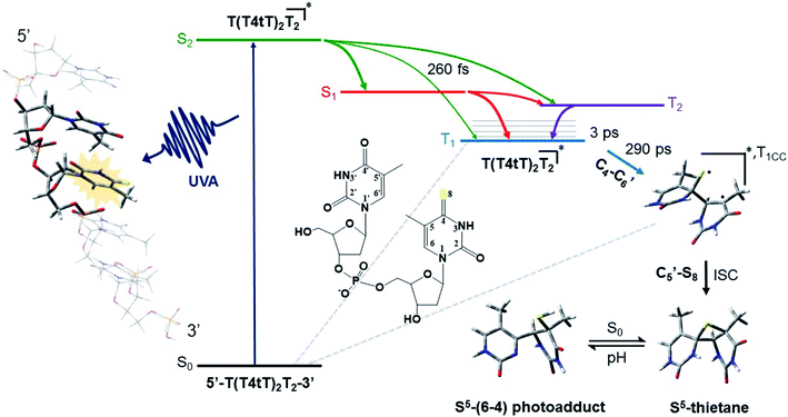 Thionated organic compounds as emerging heavy-atom-free photodynamic ...