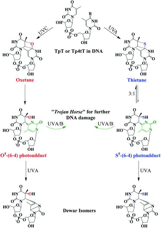 Thionated organic compounds as emerging heavy-atom-free photodynamic ...