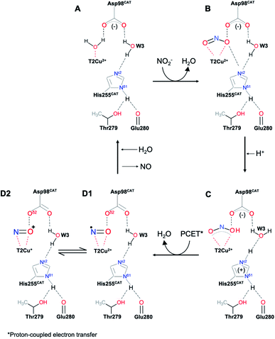 Nature of the copper-nitrosyl intermediates of copper nitrite ...