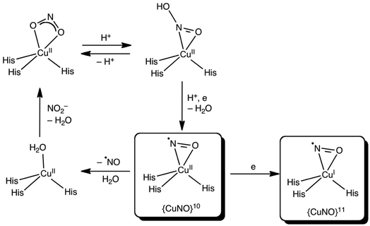 Nature of the copper-nitrosyl intermediates of copper nitrite ...