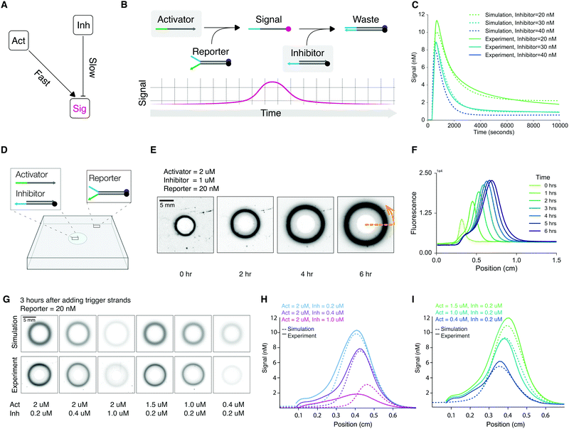 Programmable patterns in a DNA-based reaction–diffusion system - Soft Matter (RSC Publishing ...