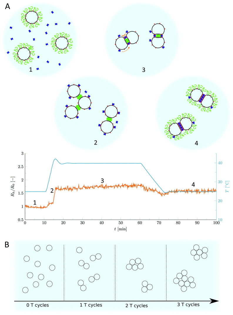 Step-wise linking of vesicles by combining reversible and irreversible ...