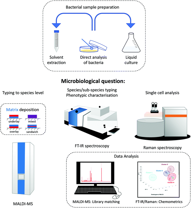 Discrimination of bacteria using whole organism fingerprinting: the ...