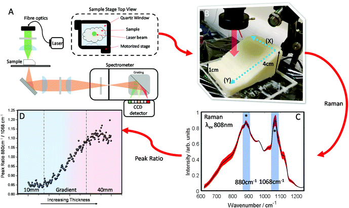 Self-absorption corrected non-invasive transmission Raman spectroscopy ...
