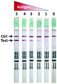 Commercially available rapid diagnostic tests for the detection of high ...