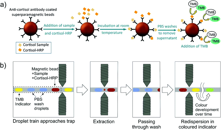 A portable droplet microfluidic device for cortisol measurements using ...
