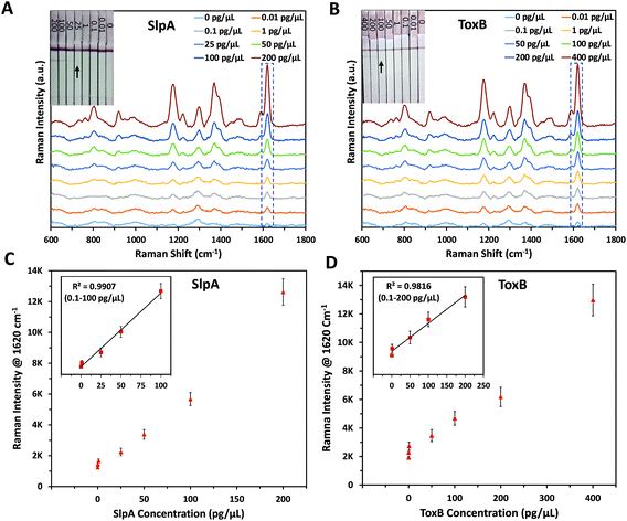 Rapid ultra-sensitive diagnosis of clostridium difficile infection ...