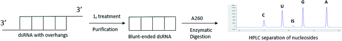 Complete enzymatic digestion of double-stranded RNA to nucleosides ...