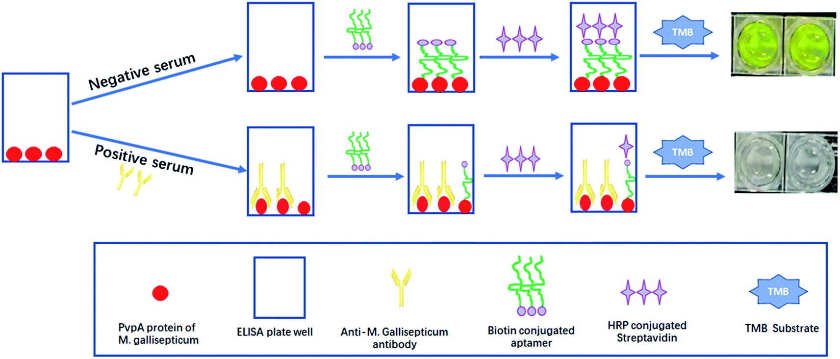 The application of aptamer Apt-236 targeting PvpA protein in the ...