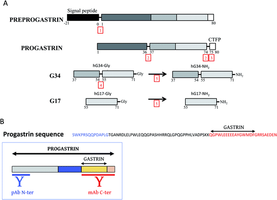 A novel method to detect hPG 80 (human circulating progastrin) in the ...