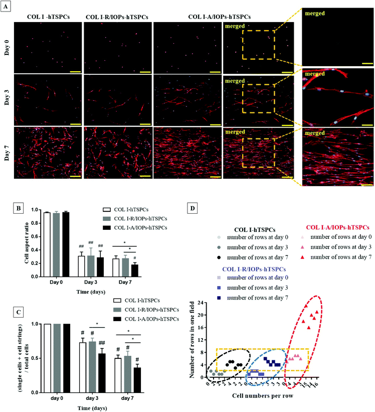 An anisotropic nanocomposite hydrogel guides aligned orientation and ...