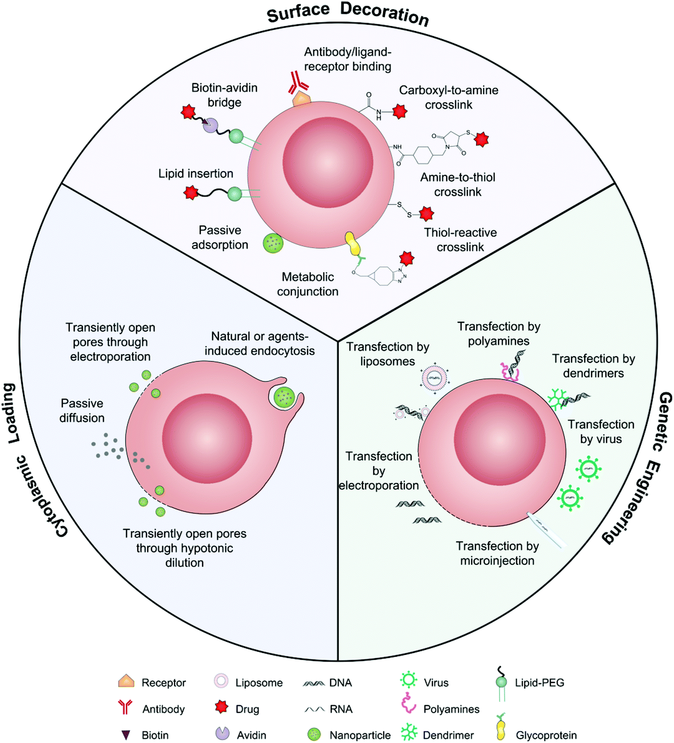 Engineered drug-loaded cells and cell derivatives as a delivery ...