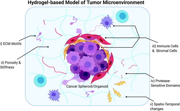 Hydrogels to engineer tumor microenvironments in vitro - Biomaterials ...
