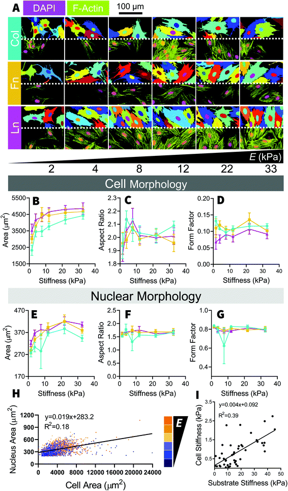 Interrogating cardiac muscle cell mechanobiology on stiffness gradient ...