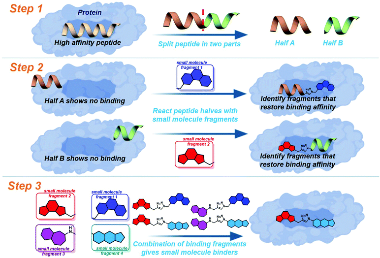 In silico peptide-directed ligand design complements experimental ...