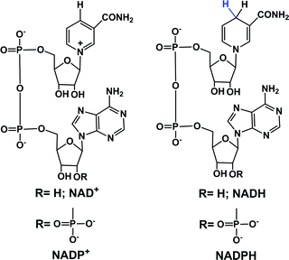 Transfer hydrogenation catalysis in cells - RSC Chemical Biology (RSC ...