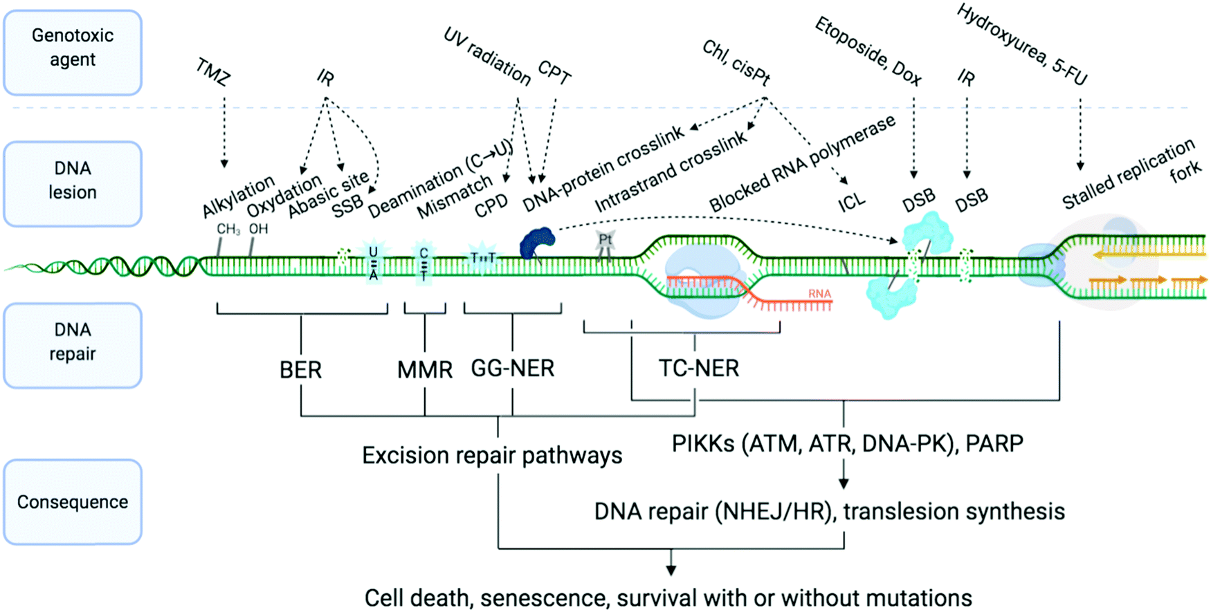 DNA folds threaten genetic stability and can be leveraged for ...