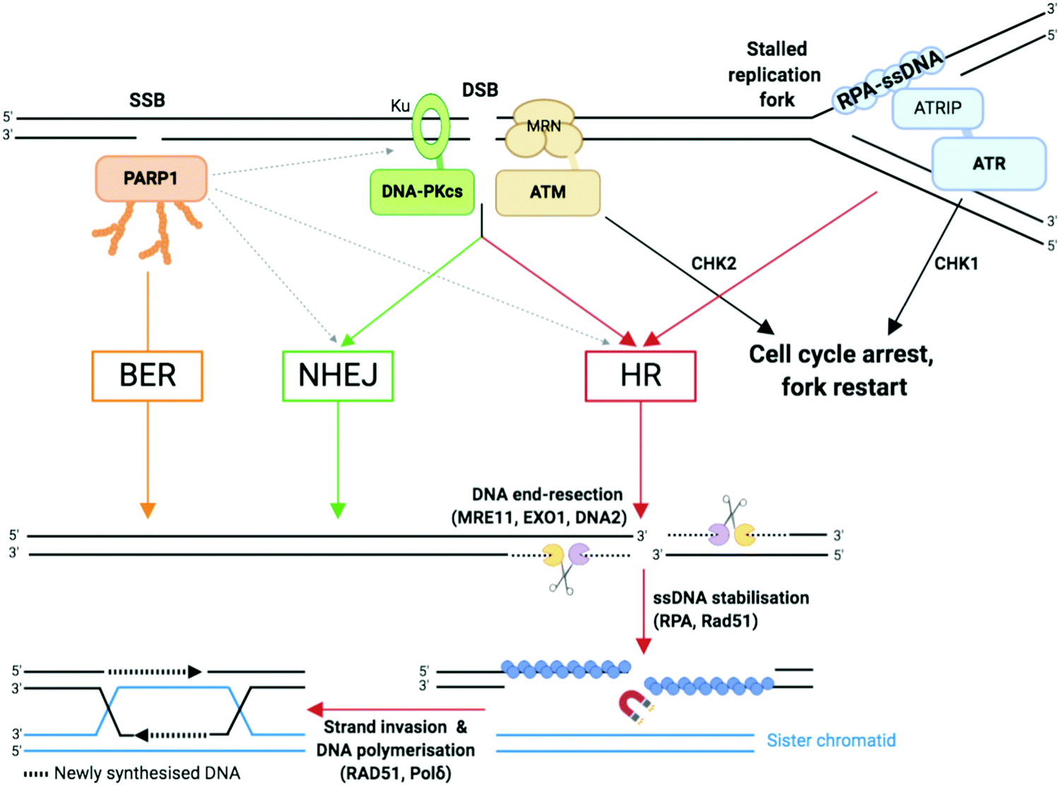 DNA folds threaten genetic stability and can be leveraged for ...