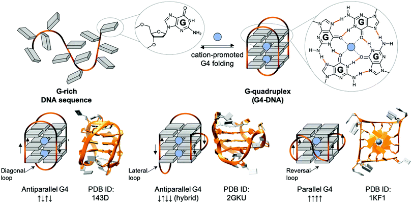 DNA folds threaten genetic stability and can be leveraged for ...
