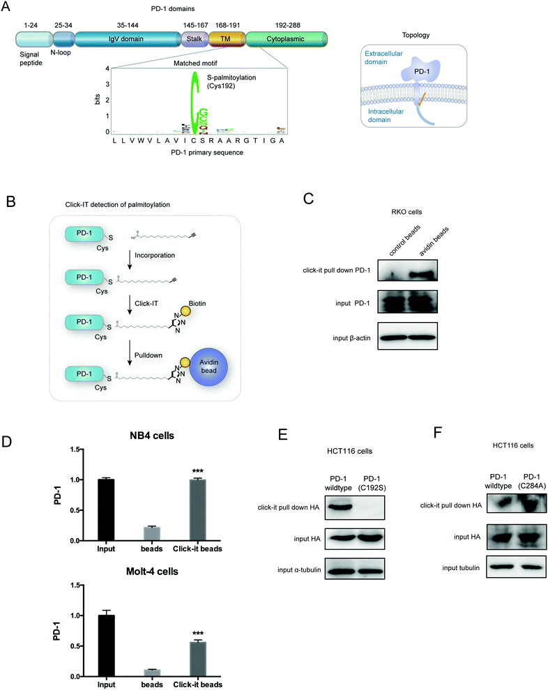 A peptidic inhibitor for PD-1 palmitoylation targets its expression and ...