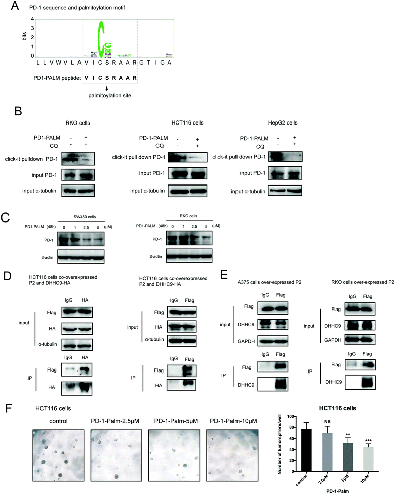 A peptidic inhibitor for PD-1 palmitoylation targets its expression and ...
