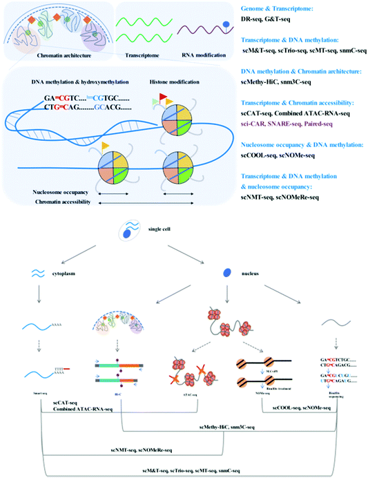 Advances in single-cell multi-omics profiling - RSC Chemical Biology ...
