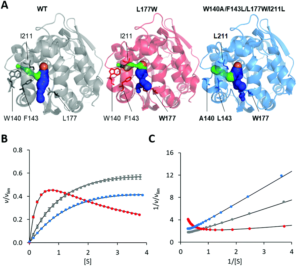 Substrate inhibition by the blockage of product release and its control ...