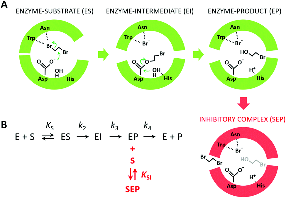 Substrate inhibition by the blockage of product release and its control ...
