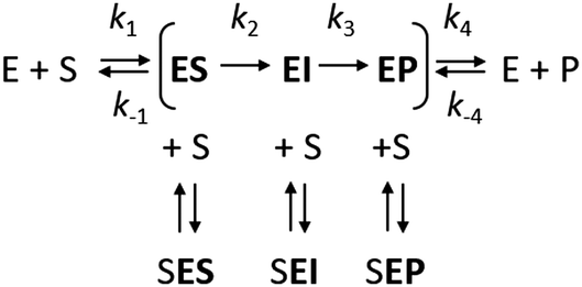Enzyme Substrate Equation