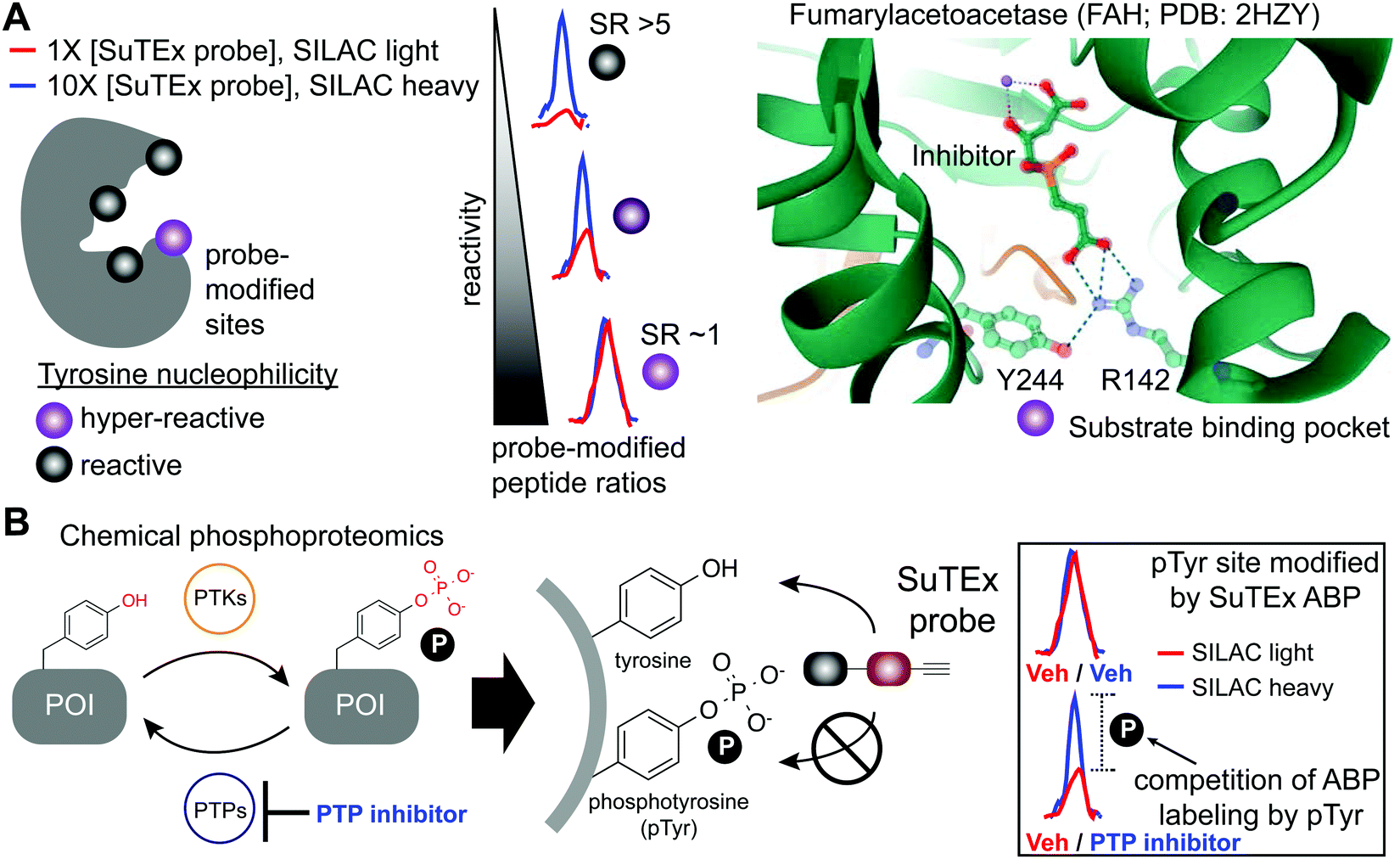 Development and biological applications of sulfur–triazole exchange ...
