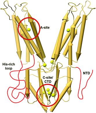 Metal transport mechanism of the cation diffusion facilitator (CDF ...