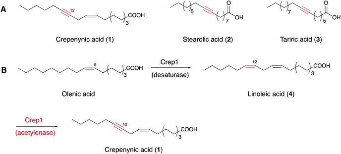 Biosynthesis of alkyne-containing natural products - RSC Chemical ...