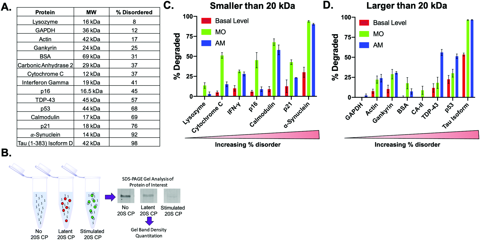 Protein degradation profile reveals dynamic nature of 20S proteasome ...