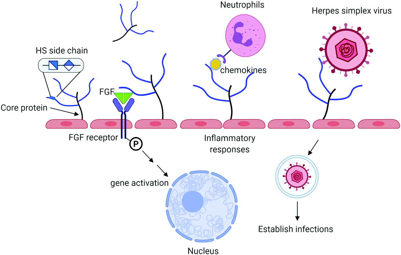 Investigation of the biological functions of heparan sulfate using a ...
