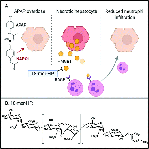 Investigation of the biological functions of heparan sulfate using a ...
