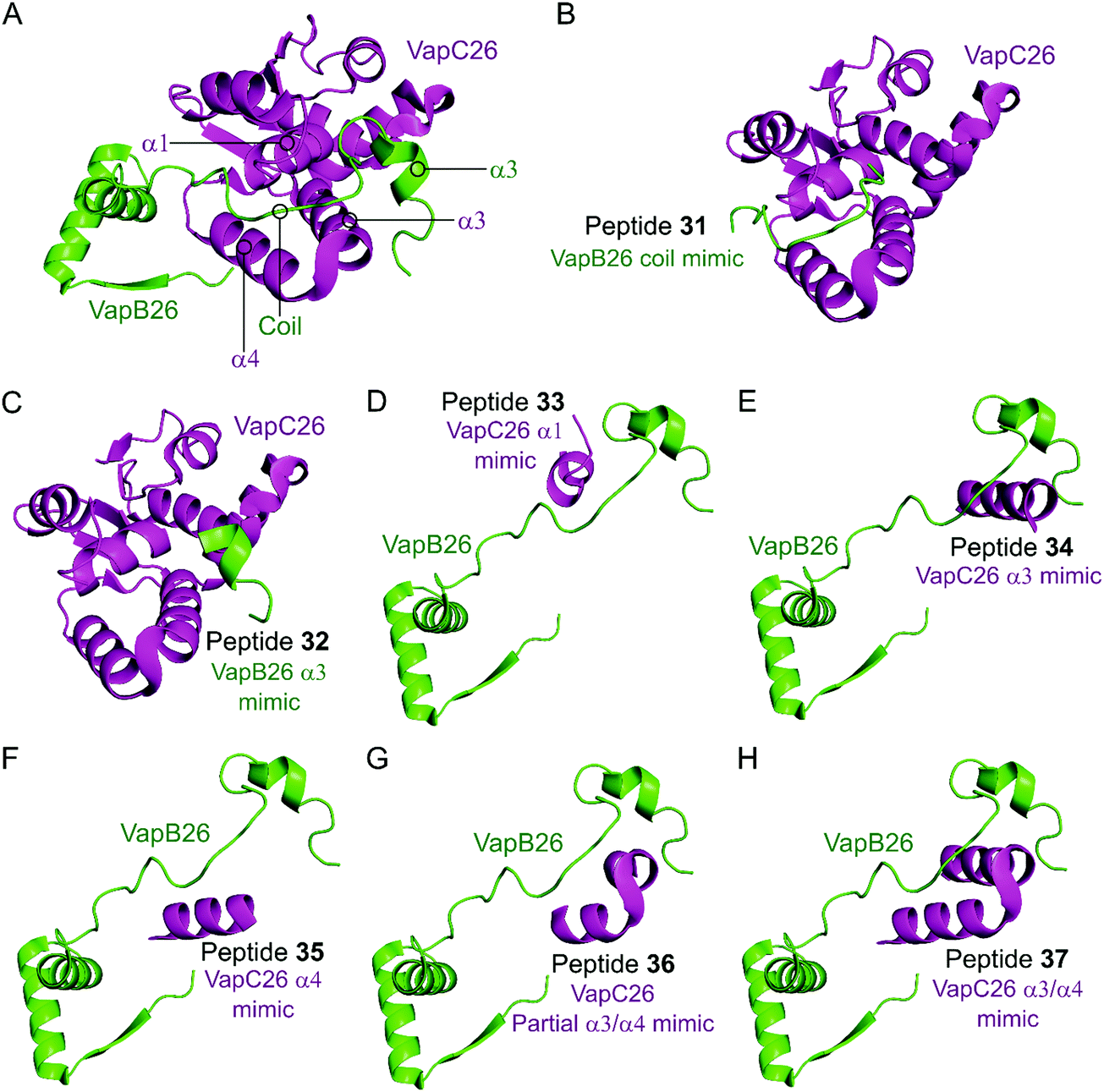 Modulators of protein–protein interactions as antimicrobial agents ...