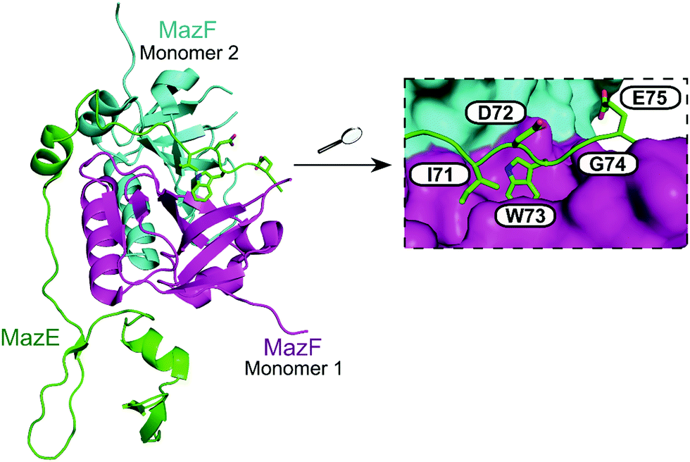 Modulators of protein–protein interactions as antimicrobial agents ...
