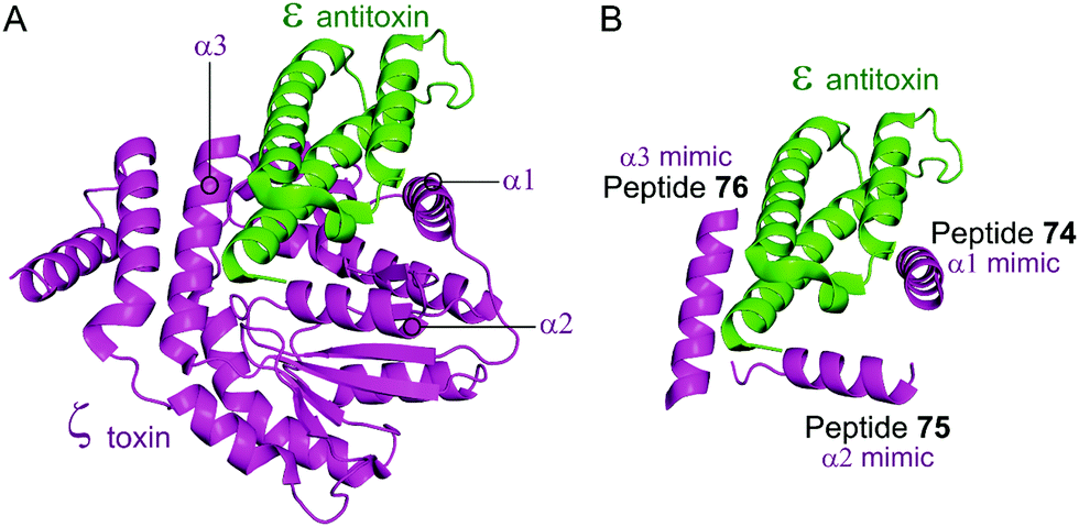 Modulators of protein–protein interactions as antimicrobial agents - RSC Chemical Biology (RSC ...
