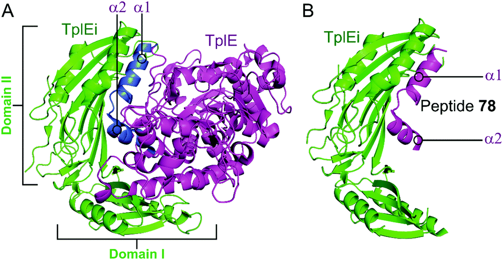 Modulators of protein–protein interactions as antimicrobial agents ...