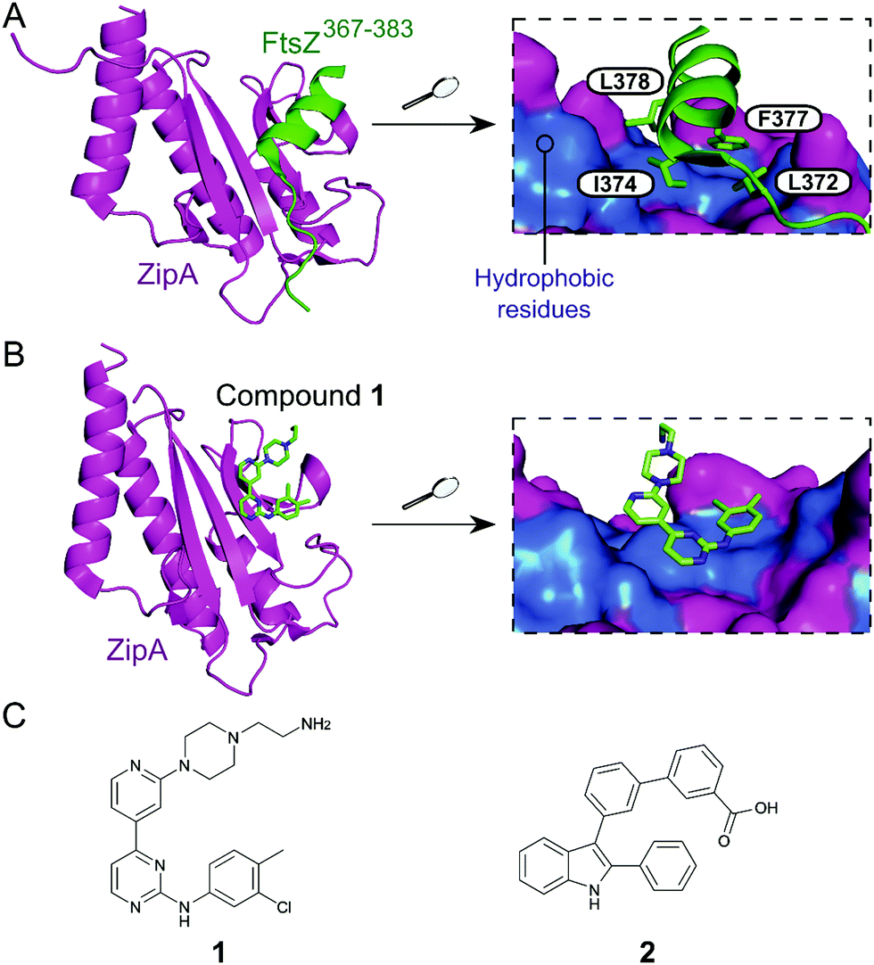 Modulators of protein–protein interactions as antimicrobial agents ...