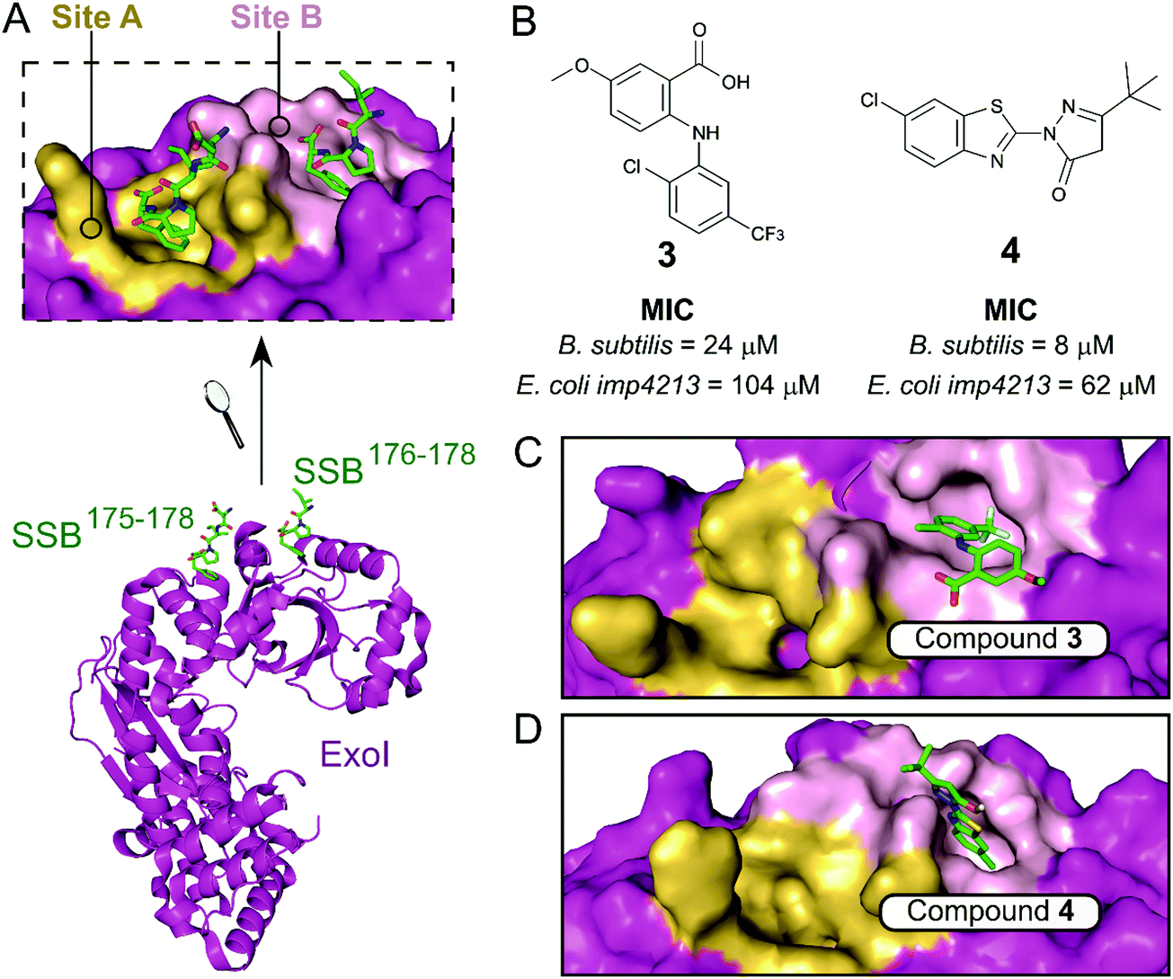 Modulators of protein–protein interactions as antimicrobial agents ...