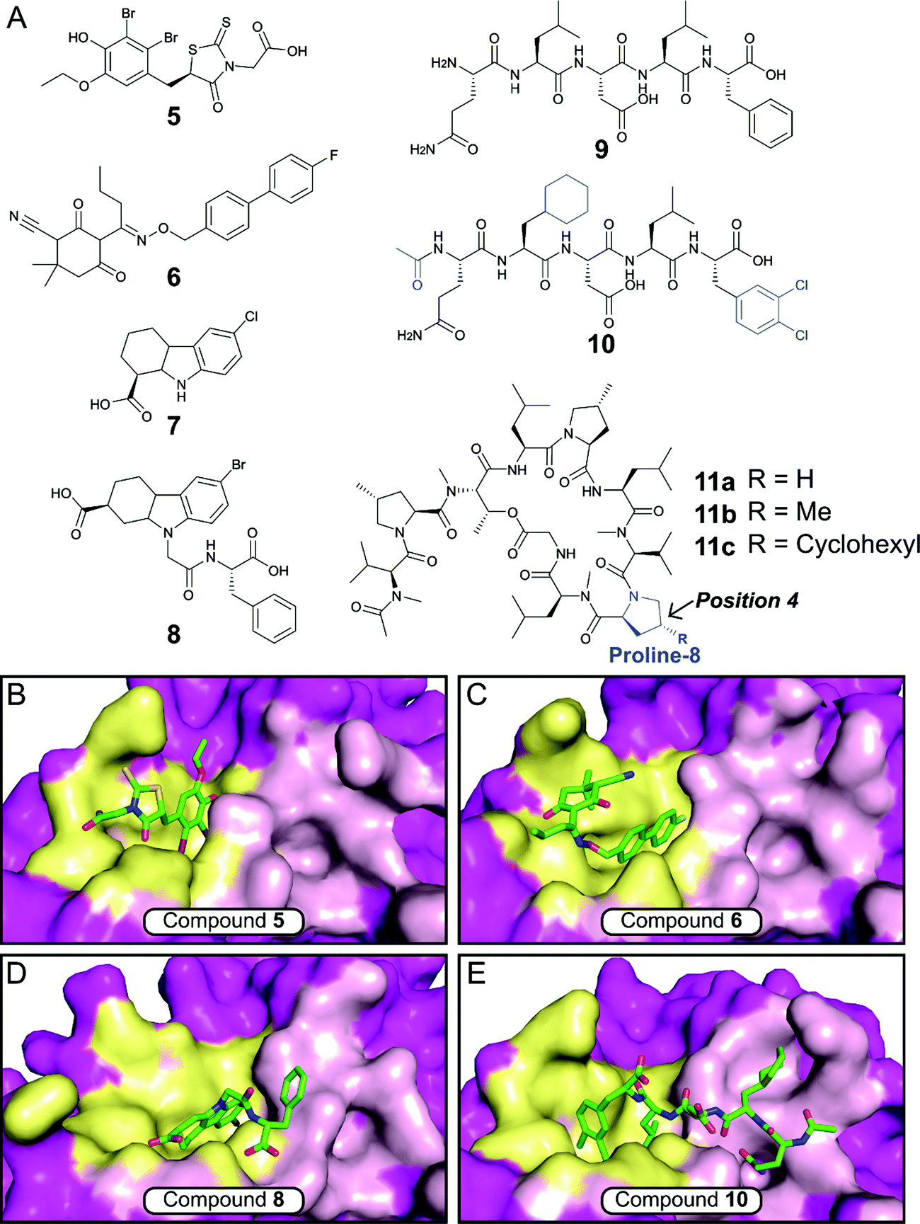 Modulators of protein–protein interactions as antimicrobial agents - RSC Chemical Biology (RSC ...
